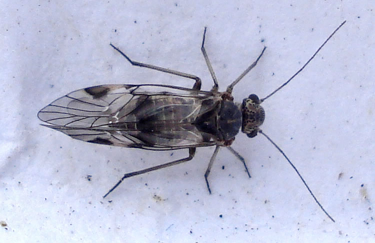 National Barkfly (Outdoor Psocoptera) Recording Scheme
