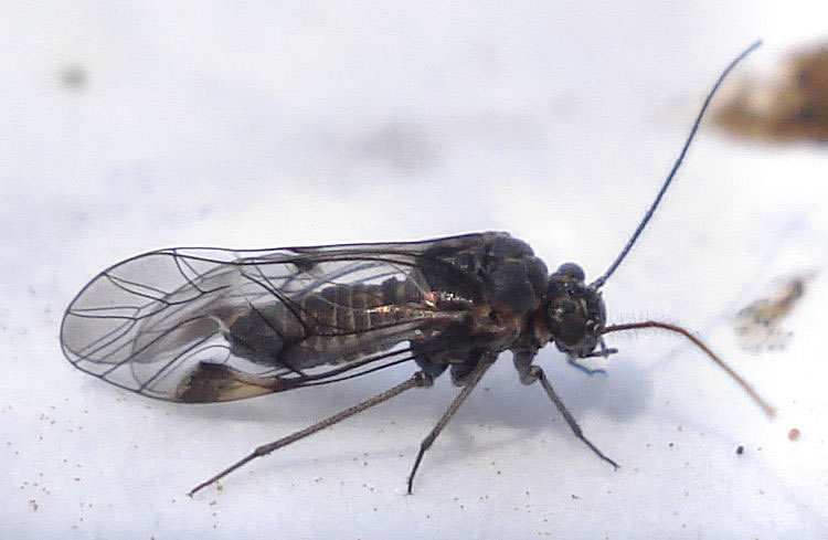 National Barkfly (Outdoor Psocoptera) Recording Scheme