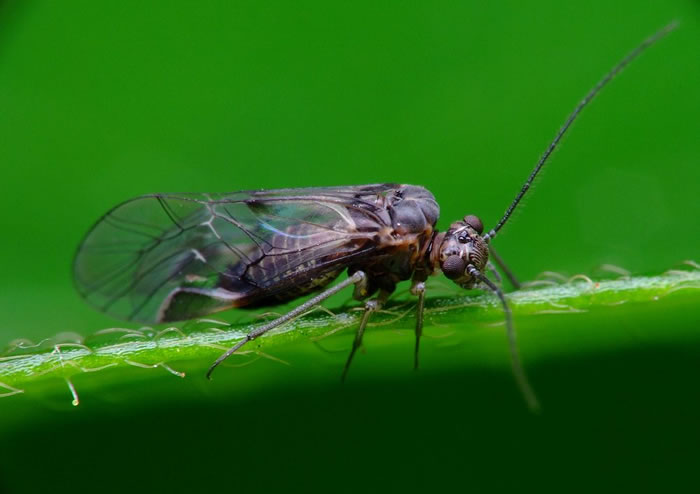 National Barkfly (Outdoor Psocoptera) Recording Scheme