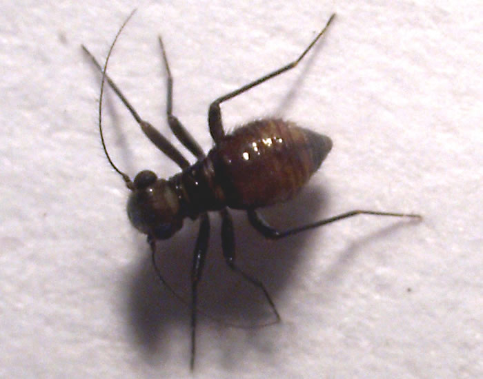 National Barkfly (Outdoor Psocoptera) Recording Scheme
