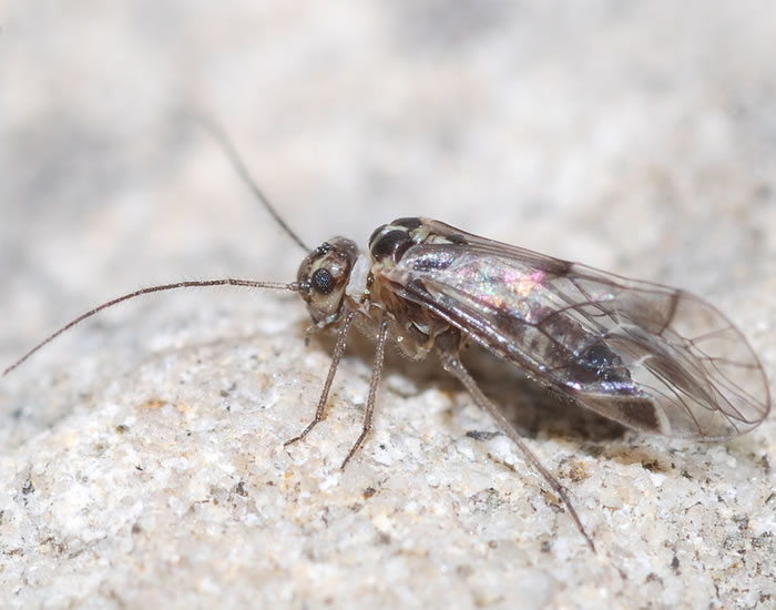 National Barkfly (Outdoor Psocoptera) Recording Scheme