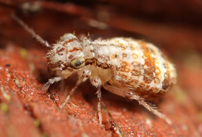 National Barkfly (Outdoor Psocoptera) Recording Scheme