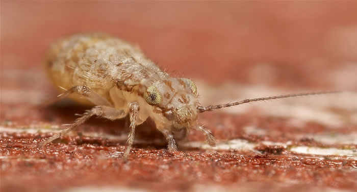 National Barkfly (Outdoor Psocoptera) Recording Scheme