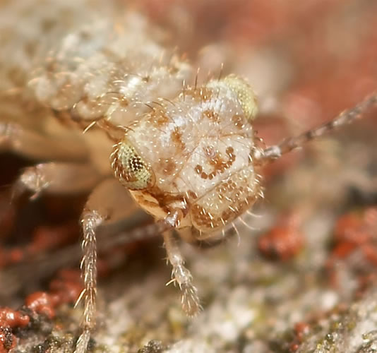 National Barkfly (Outdoor Psocoptera) Recording Scheme