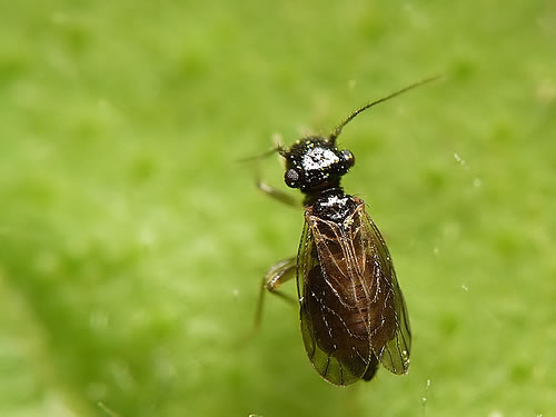 National Barkfly (Outdoor Psocoptera) Recording Scheme