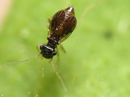 National Barkfly (Outdoor Psocoptera) Recording Scheme