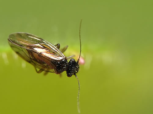 National Barkfly (Outdoor Psocoptera) Recording Scheme