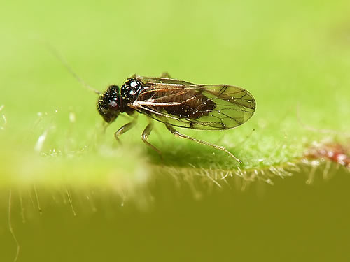 National Barkfly (Outdoor Psocoptera) Recording Scheme
