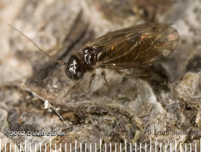 National Barkfly (Outdoor Psocoptera) Recording Scheme