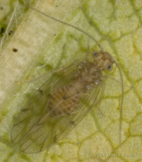 National Barkfly (Outdoor Psocoptera) Recording Scheme
