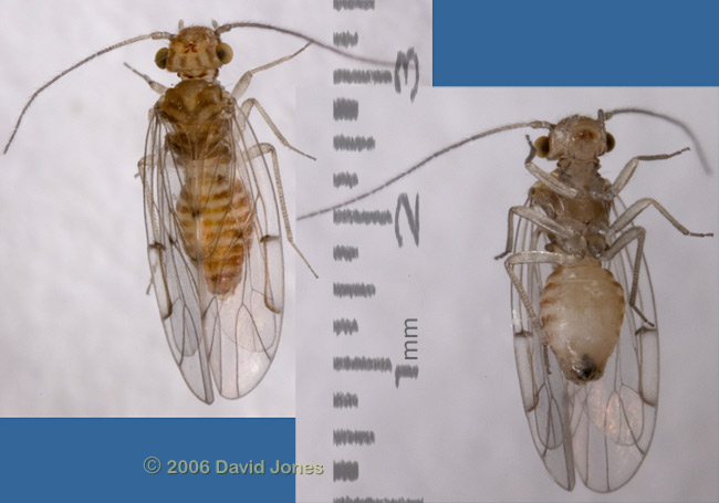 National Barkfly (Outdoor Psocoptera) Recording Scheme