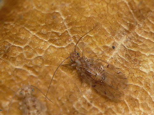 National Barkfly (Outdoor Psocoptera) Recording Scheme