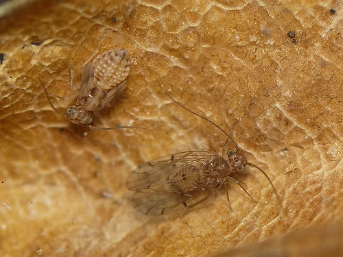 National Barkfly (Outdoor Psocoptera) Recording Scheme