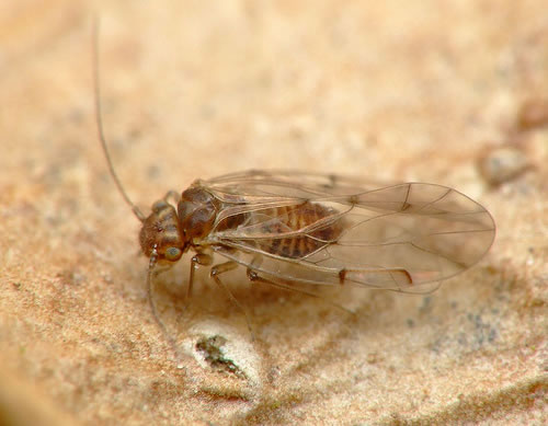 National Barkfly (Outdoor Psocoptera) Recording Scheme