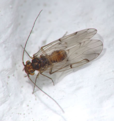 National Barkfly (Outdoor Psocoptera) Recording Scheme