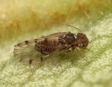 National Barkfly (Outdoor Psocoptera) Recording Scheme