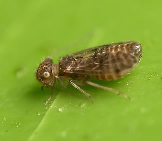 National Barkfly (Outdoor Psocoptera) Recording Scheme