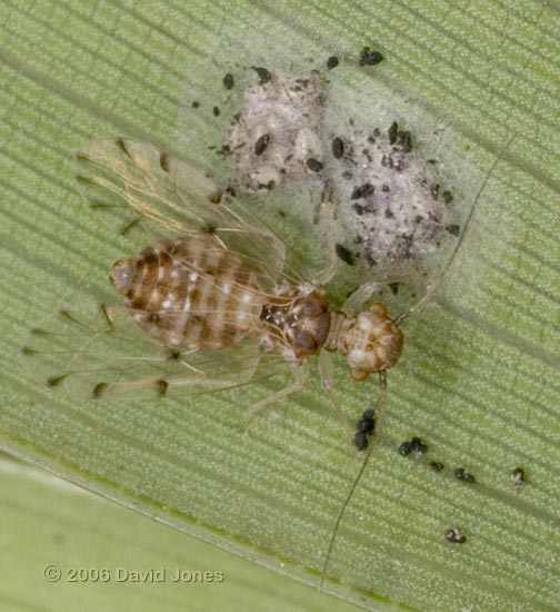 National Barkfly (Outdoor Psocoptera) Recording Scheme