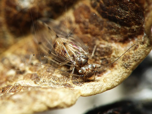 National Barkfly (Outdoor Psocoptera) Recording Scheme