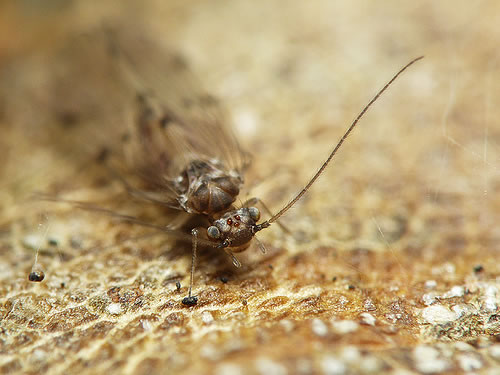 National Barkfly (Outdoor Psocoptera) Recording Scheme