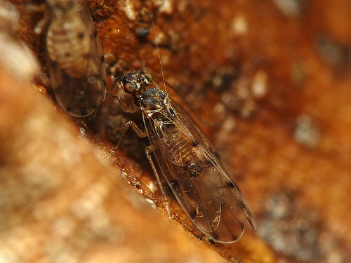 National Barkfly (Outdoor Psocoptera) Recording Scheme