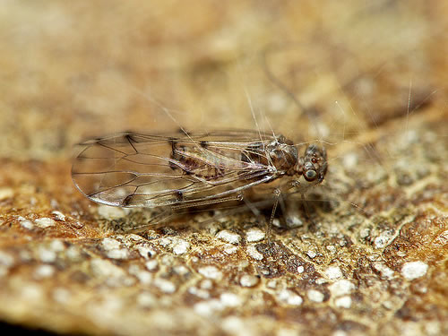 National Barkfly (Outdoor Psocoptera) Recording Scheme
