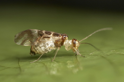 National Barkfly (Outdoor Psocoptera) Recording Scheme