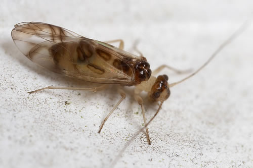 National Barkfly (Outdoor Psocoptera) Recording Scheme
