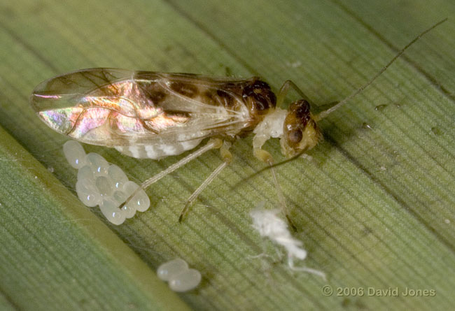 National Barkfly (Outdoor Psocoptera) Recording Scheme