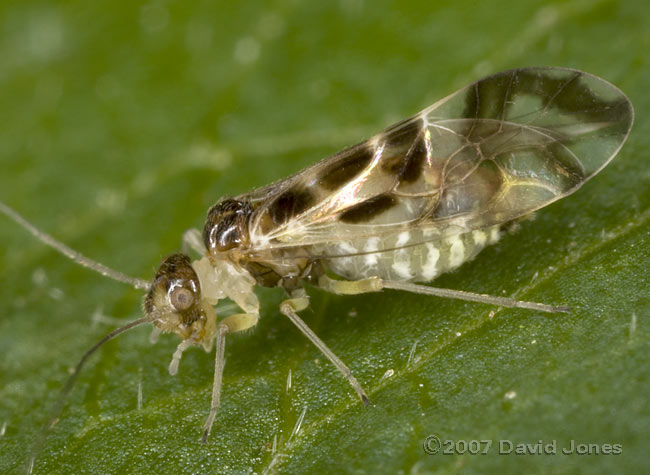 National Barkfly (Outdoor Psocoptera) Recording Scheme