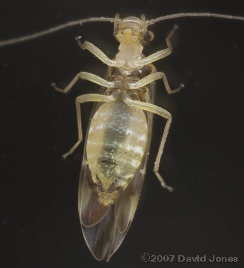 National Barkfly (Outdoor Psocoptera) Recording Scheme