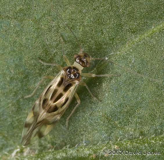 National Barkfly (Outdoor Psocoptera) Recording Scheme