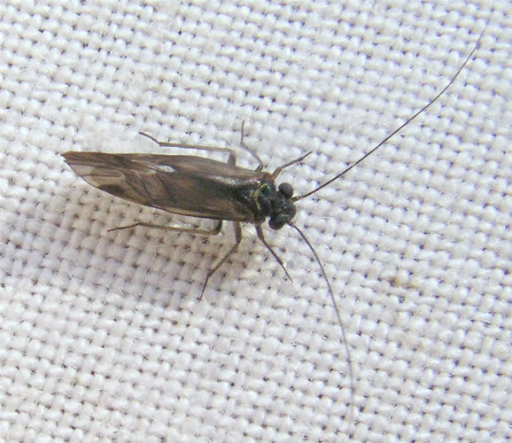 National Barkfly (Outdoor Psocoptera) Recording Scheme