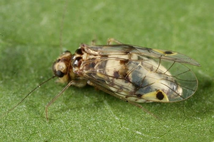 National Barkfly (Outdoor Psocoptera) Recording Scheme