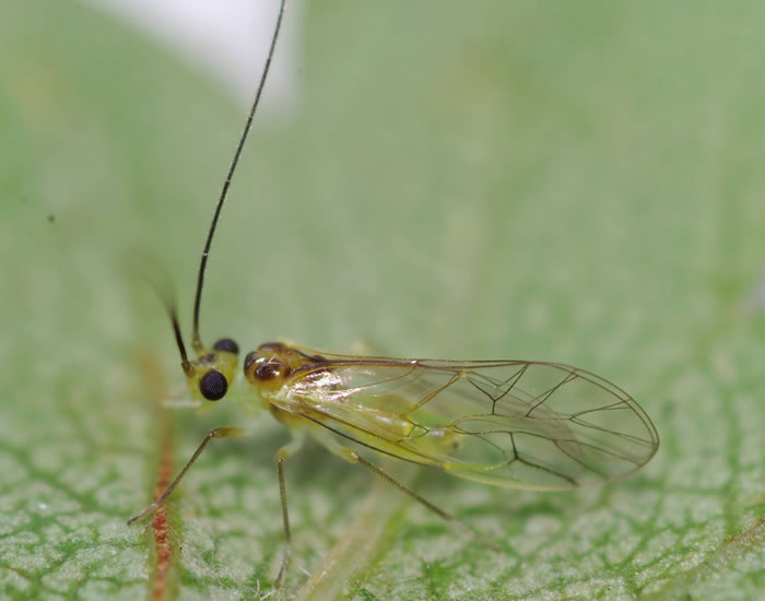 National Barkfly (Outdoor Psocoptera) Recording Scheme