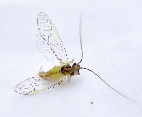 National Barkfly (Outdoor Psocoptera) Recording Scheme