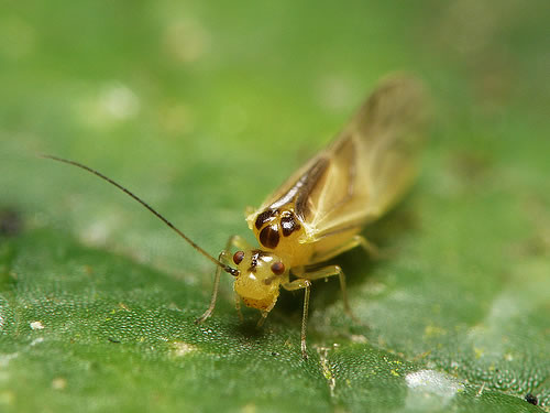 National Barkfly (Outdoor Psocoptera) Recording Scheme